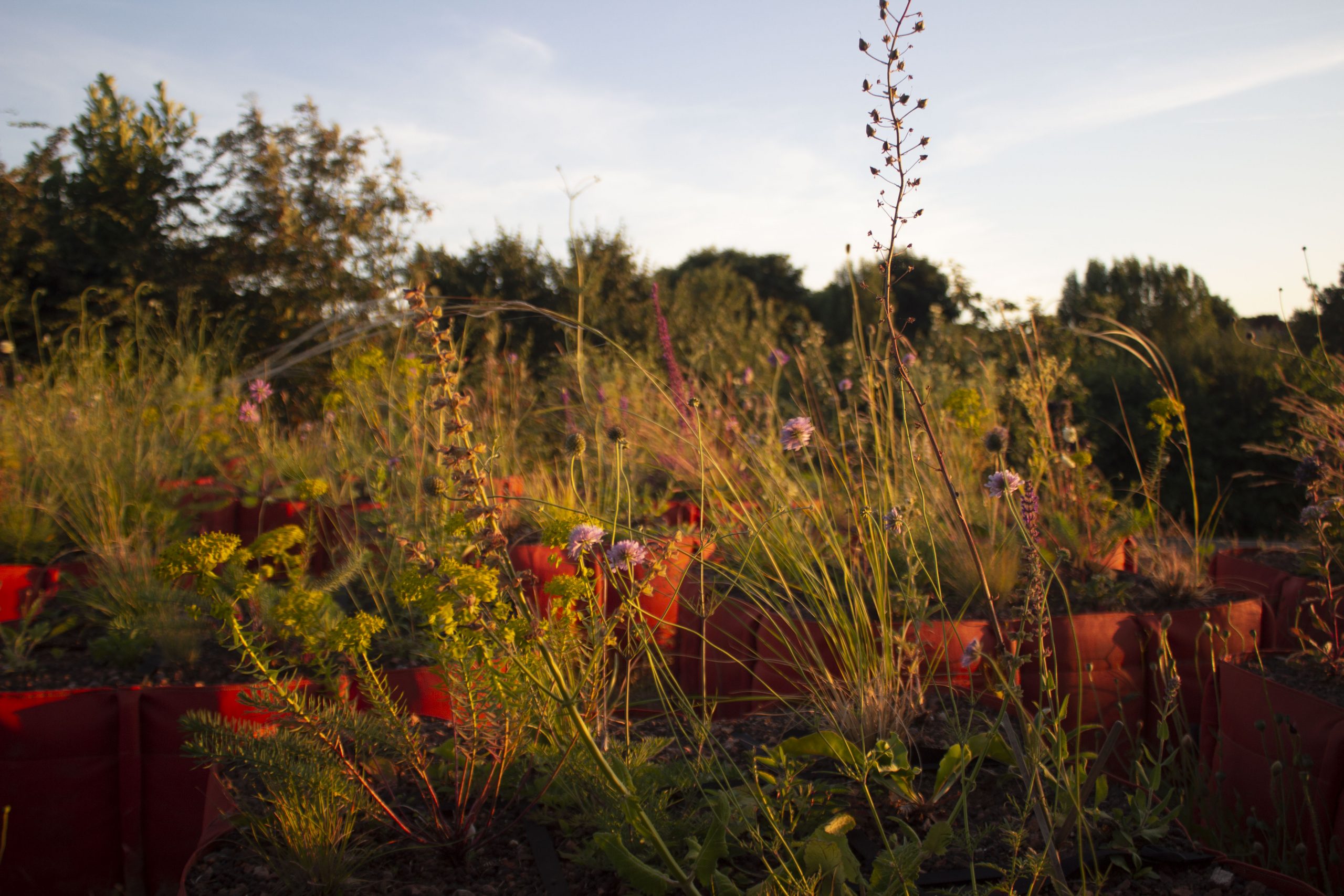 The Designed Steppe Project de la paysagiste Anna Andreyeva